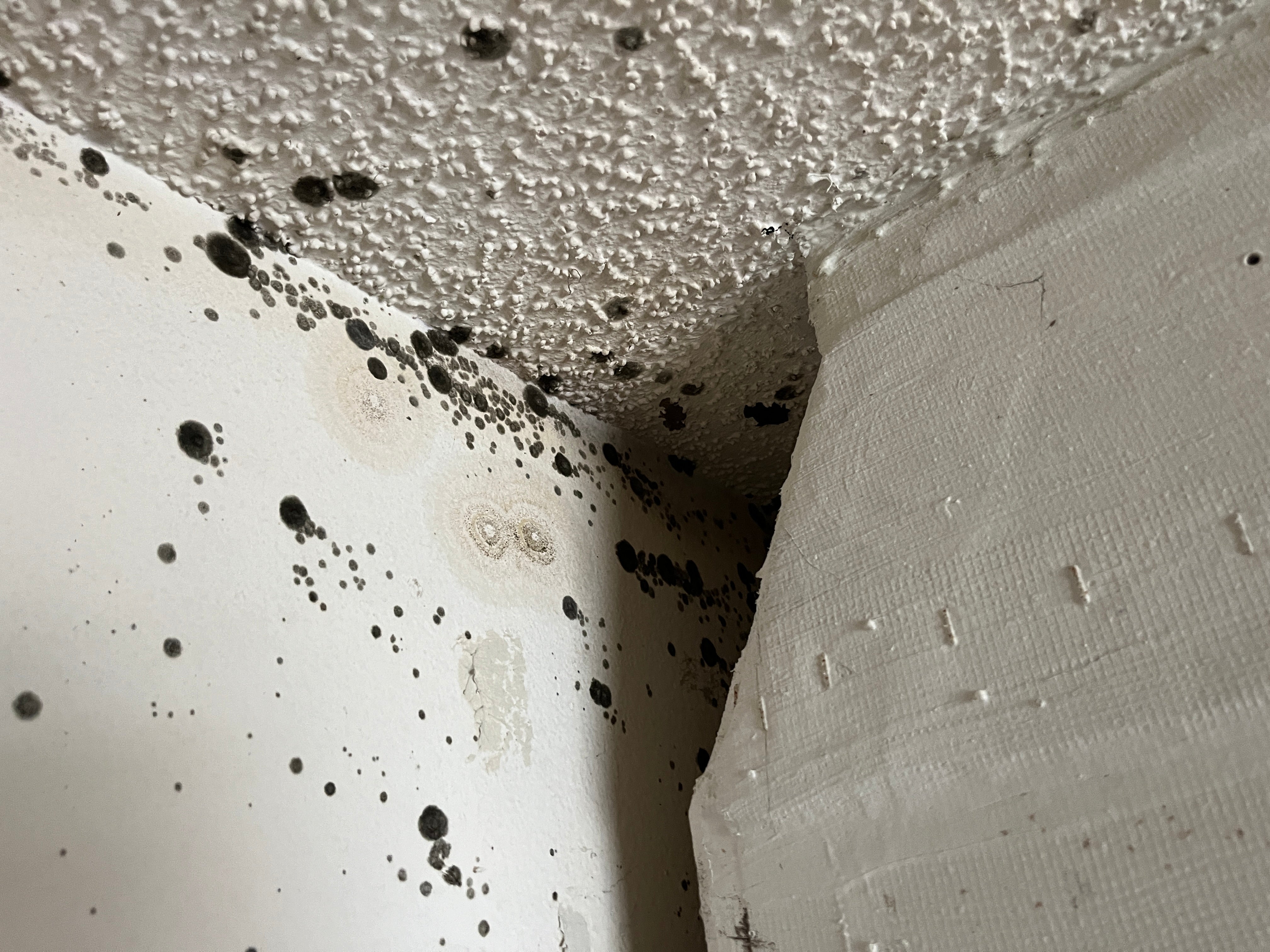 How Mold Affects Health & Home | Must-Know Facts – MycoTest