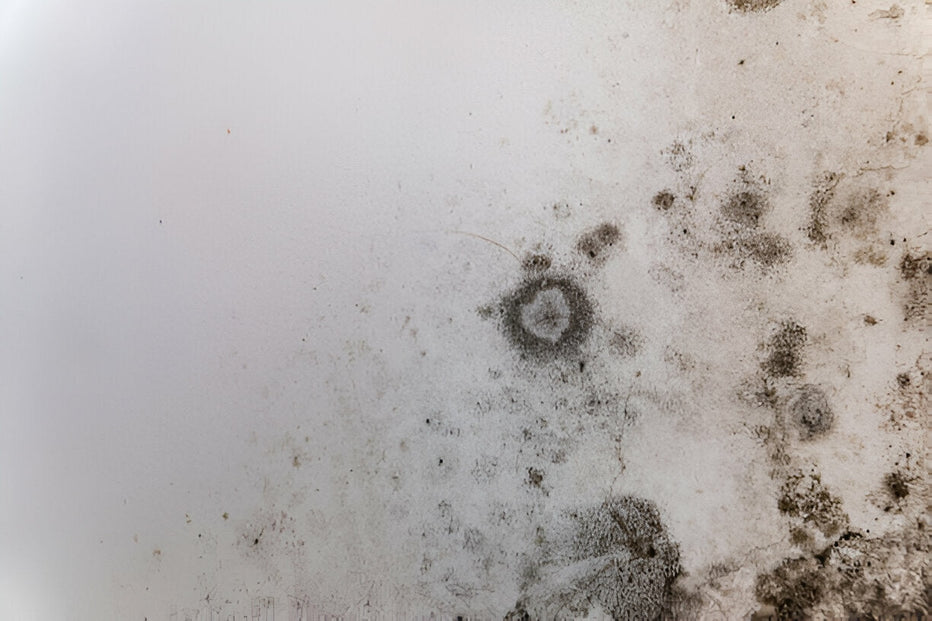 Understanding Mold Spores: What Your DIY Kit Detects – MycoTest